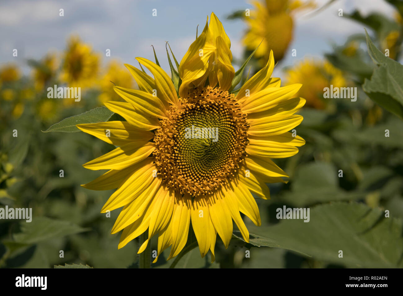 Girasol hi-res stock photography and images - Alamy