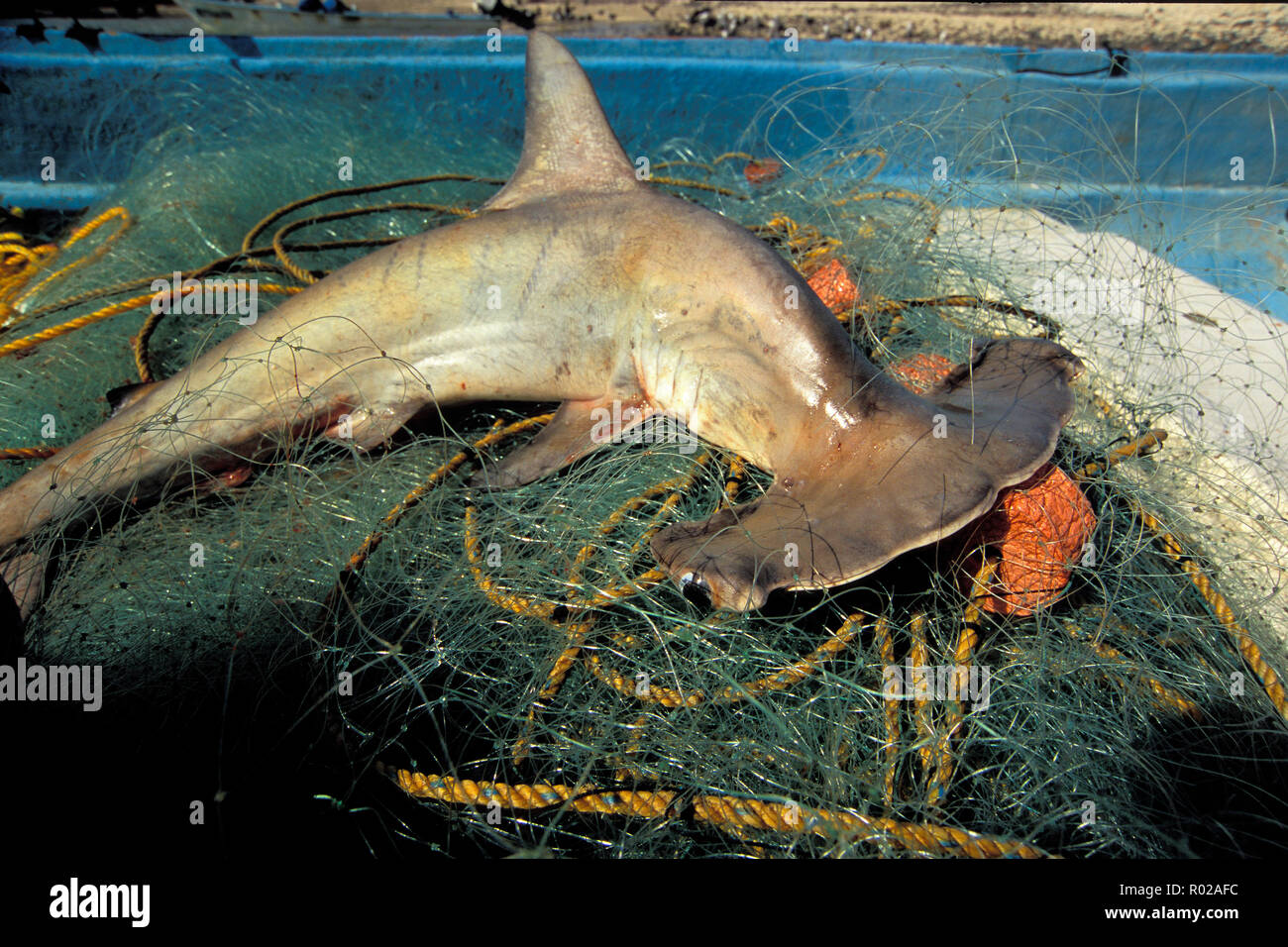 Shark finning camp, Mexico, Pacific Ocean Stock Photo - Alamy