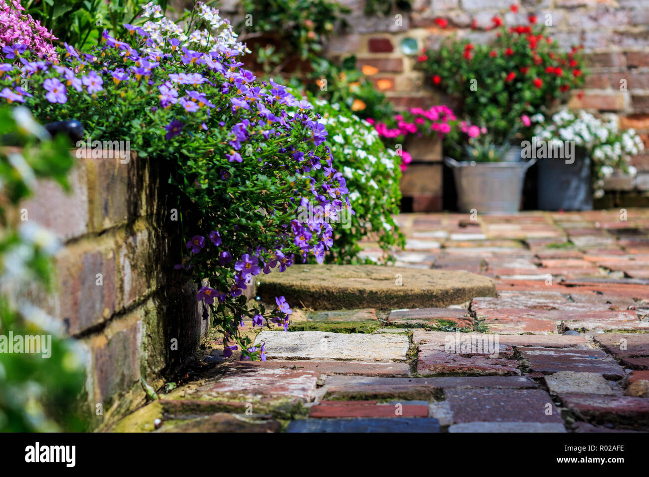 English courtyard brick garden with multi coloured summer plants and ...