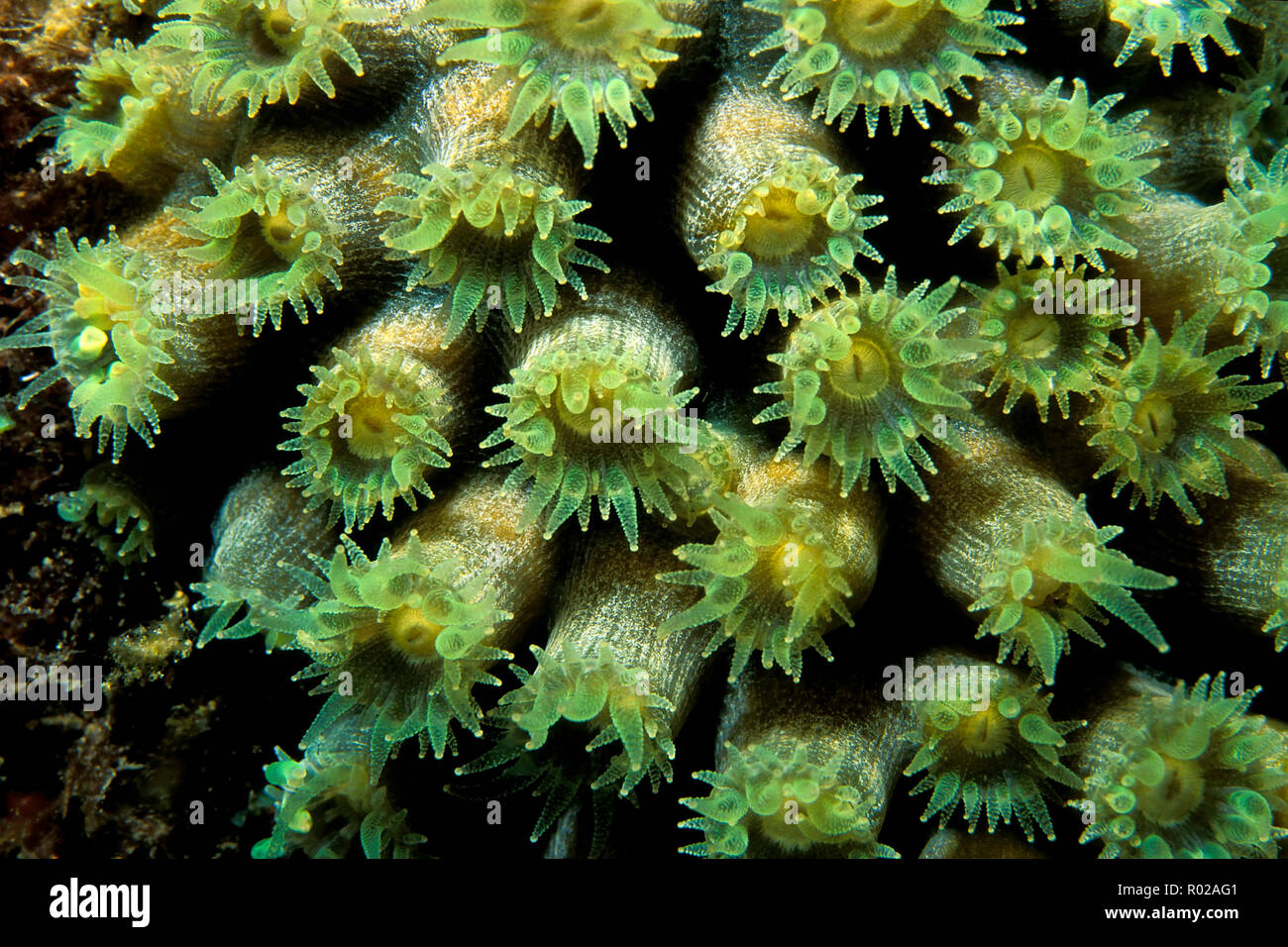 Star coral, Montastrea sp., Caribbean, Atlantic Ocean Stock Photo - Alamy