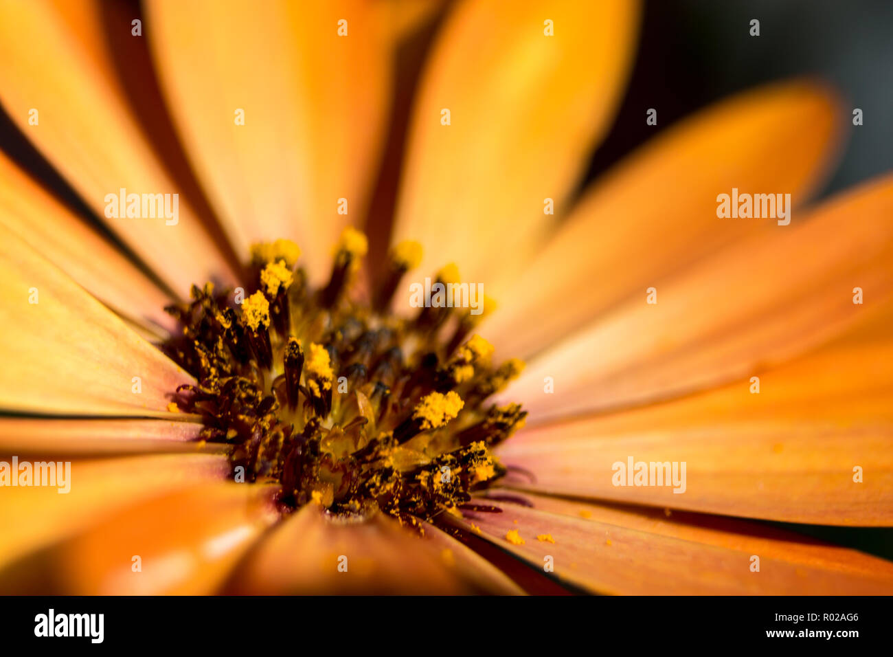 Deep Orange Daisy flower petals Stock Photo - Alamy