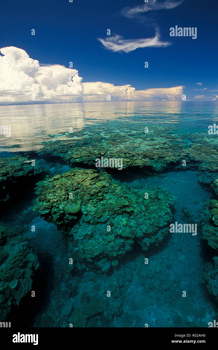 Coral reef, Vanua Levu Barrier reef, Fiji, Pacific Ocean Stock Photo ...