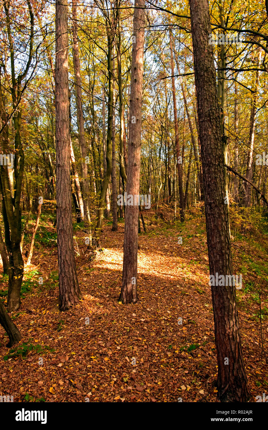 Autumnal landscape in a dense forest with withering trees Stock Photo ...