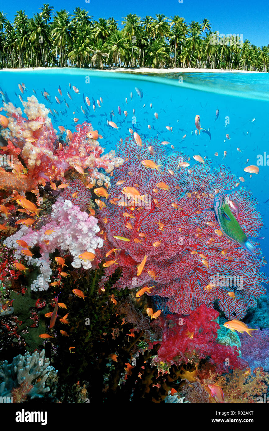 Tropical coral reef, Fiji, Pacific Ocean Stock Photo - Alamy