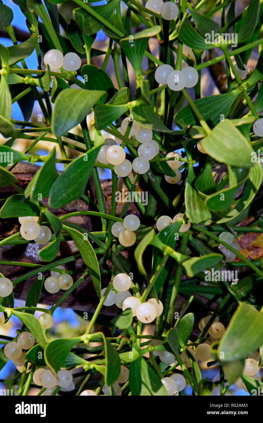 Common mistletoe shrub with white berries in close-up view Stock Photo ...