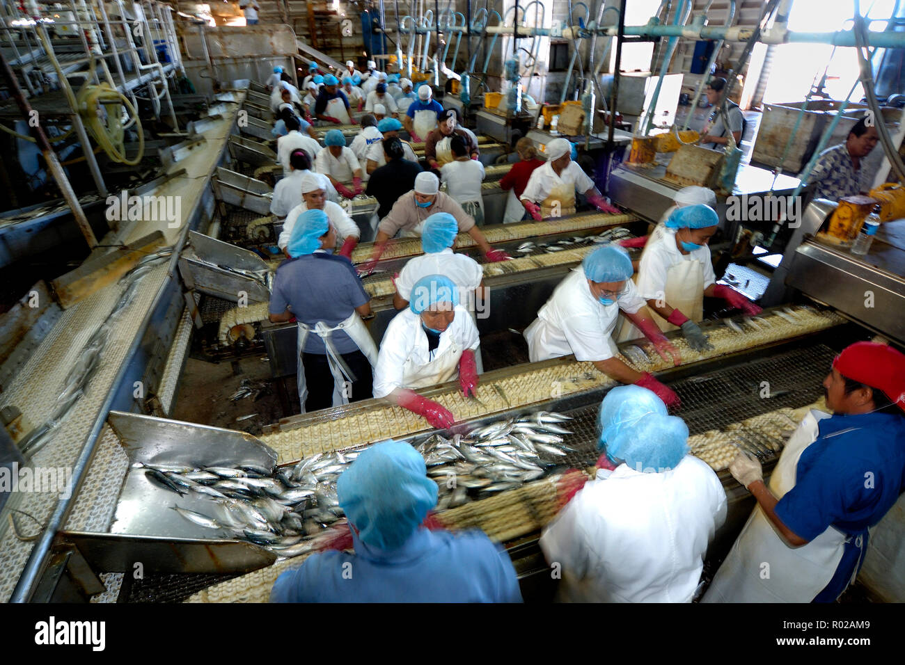 Sardine processing plant, Mexico Stock Photo - Alamy