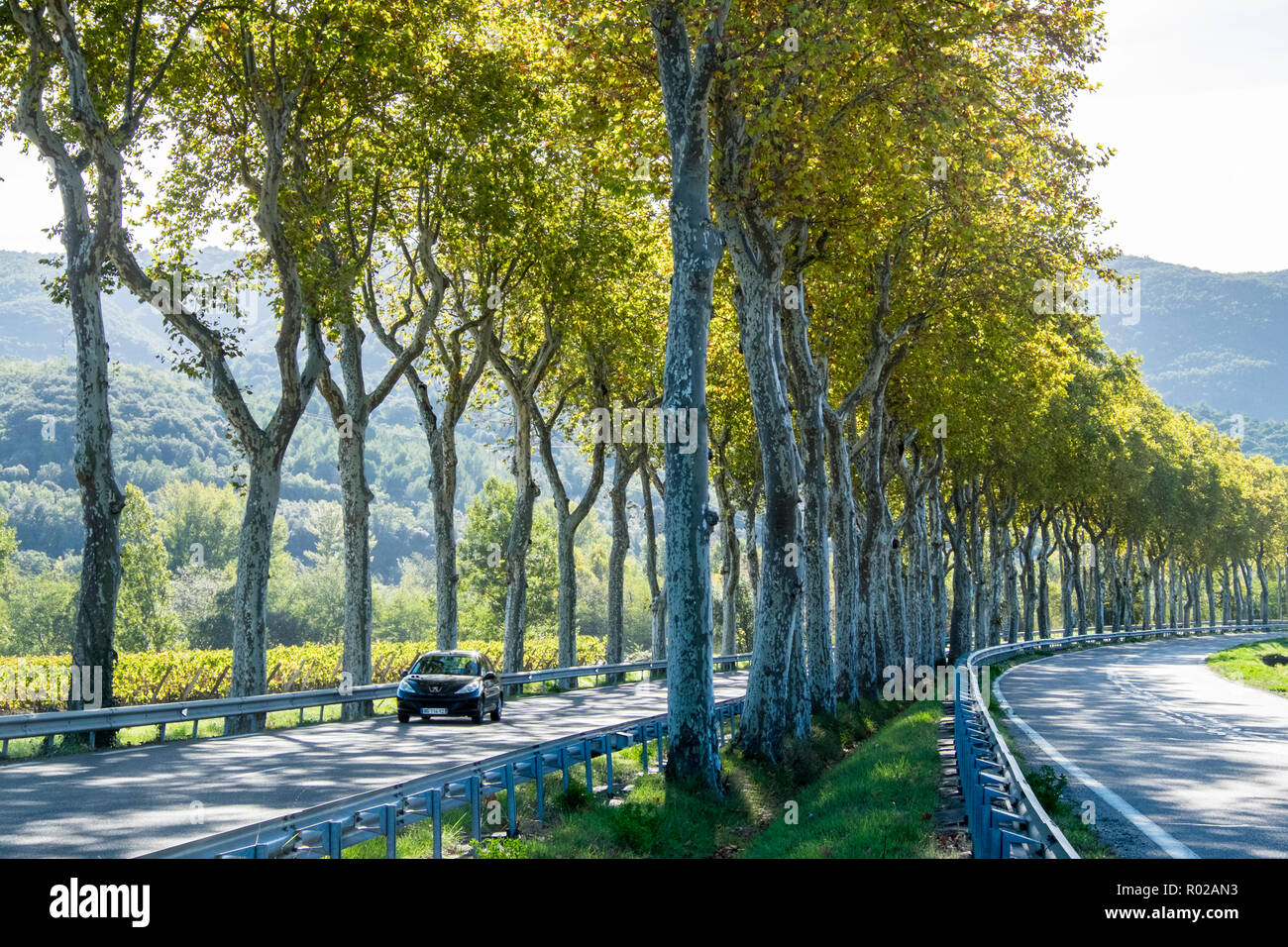 Traffic,cars,vehicles,on,tree,lined,D118,countryside,road,street ...
