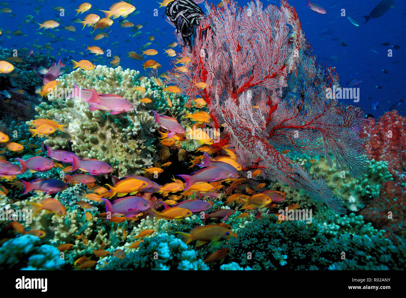 Indo pacific reef species hi-res stock photography and images - Alamy