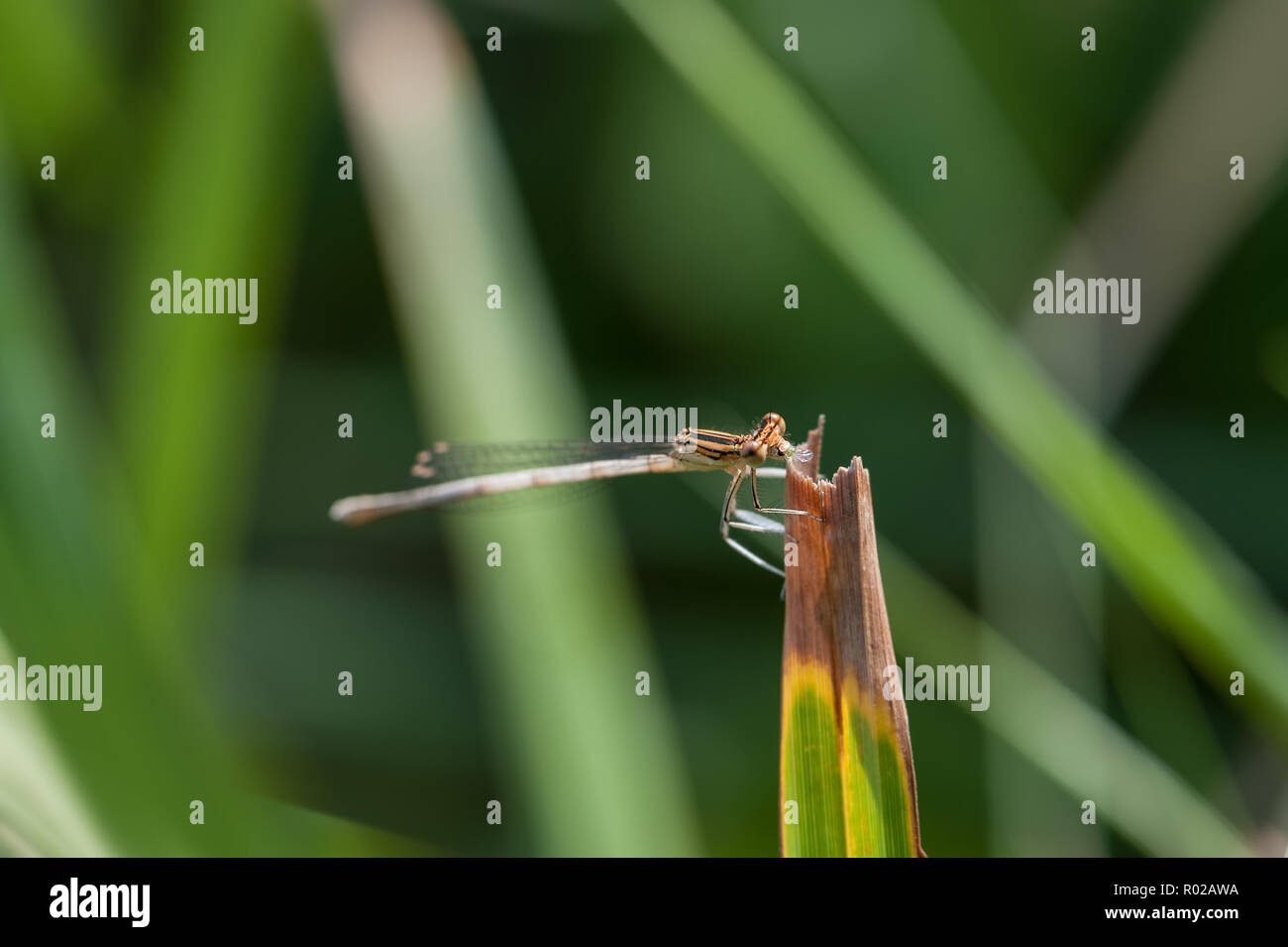 Small blue dragonfly on the blades of grass Stock Photo - Alamy