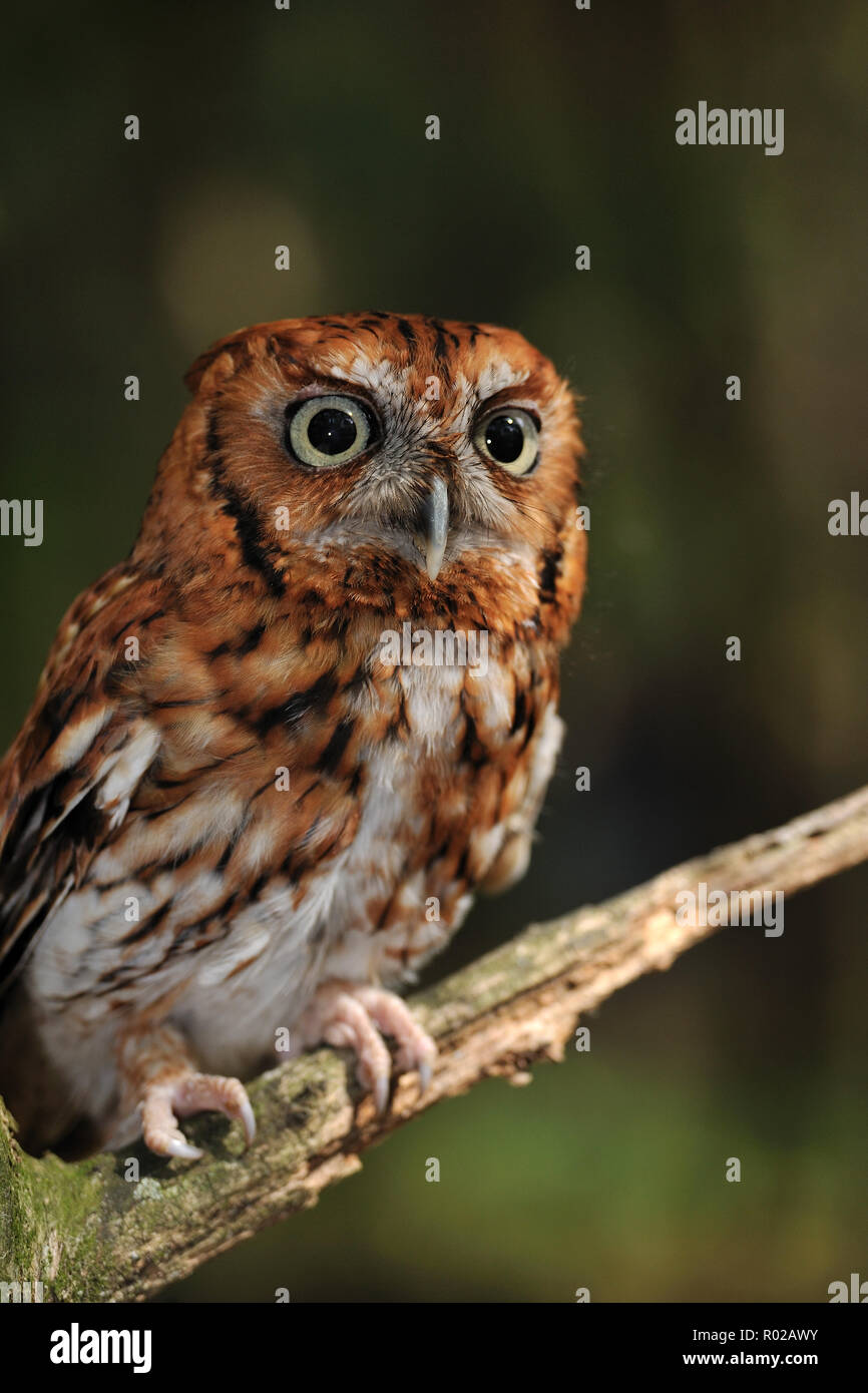 Eastern screech owl, Megascops asio, Florida, captive Stock Photo - Alamy