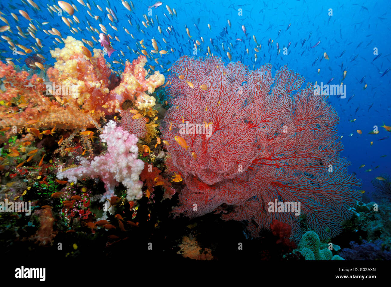 Tropical coral reef, Fiji, Pacific Ocean Stock Photo - Alamy
