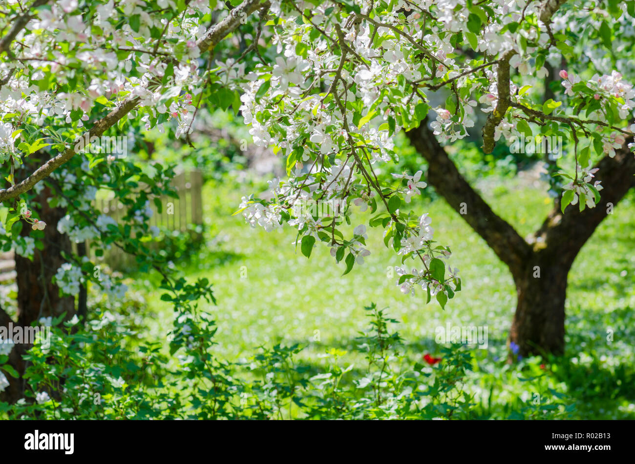 Branch of blossoming apple-tree, close-up Stock Photo - Alamy