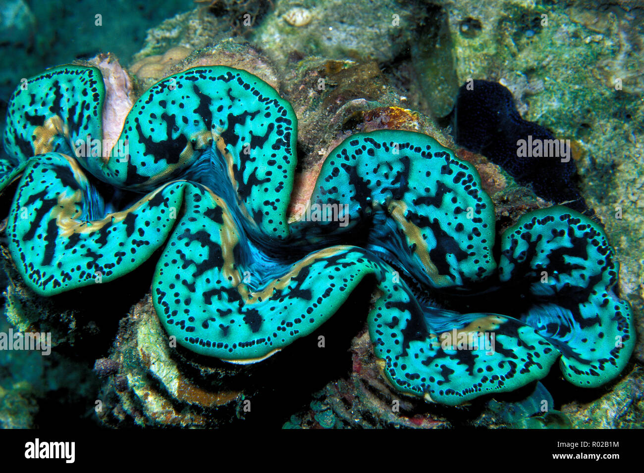 Giant clam, Tridachna sp., Fiji, Pacific Ocean Stock Photo - Alamy