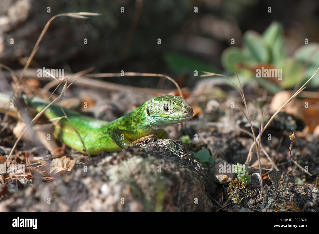 Reptilepattern hi-res stock photography and images - Alamy