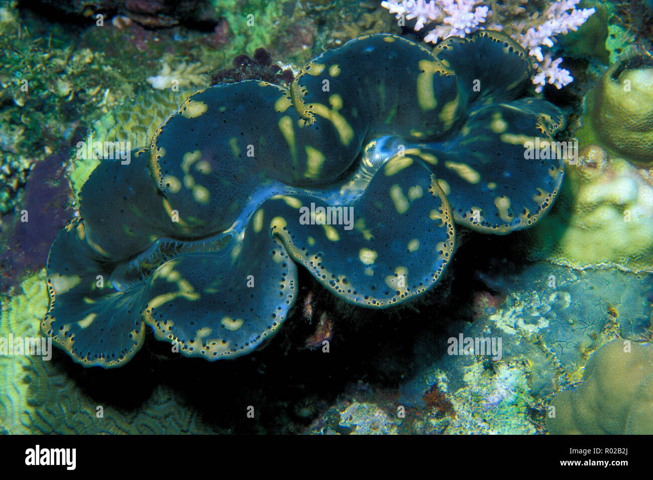 Giant clam fiji hi-res stock photography and images - Alamy
