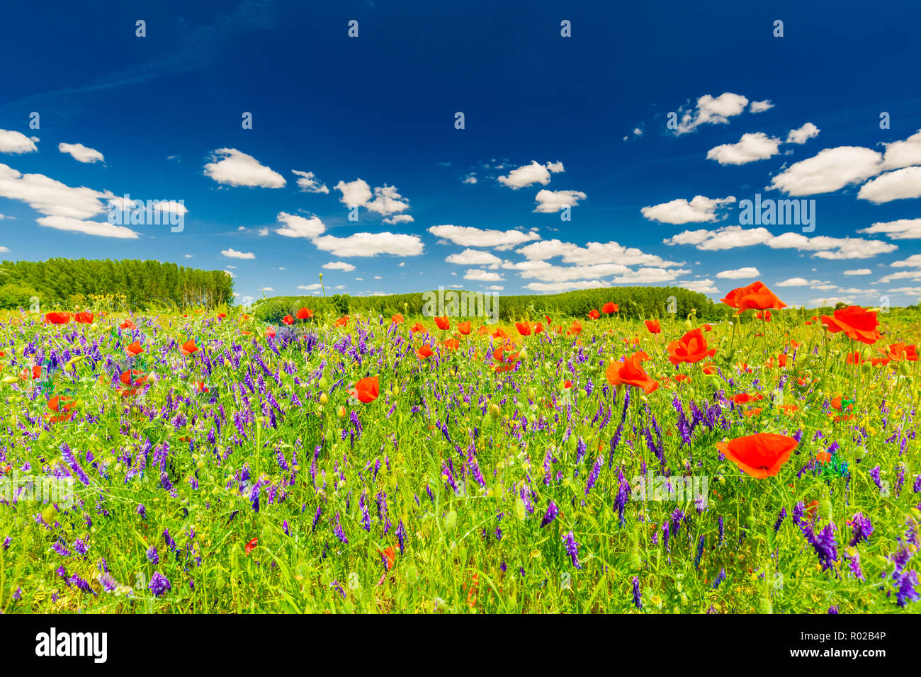 Massive Poppy Flowers High Resolution Stock Photography and Images - Alamy