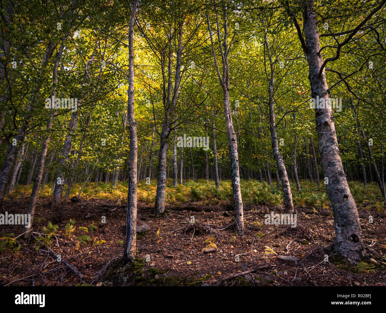 Vibrant color grading hi-res stock photography and images - Alamy