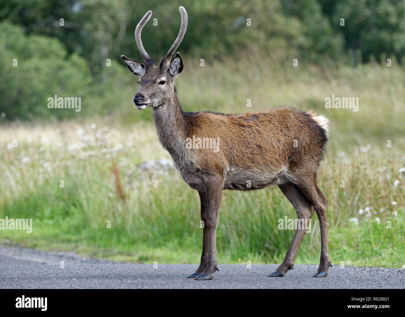 Young red deer stag hi-res stock photography and images - Alamy