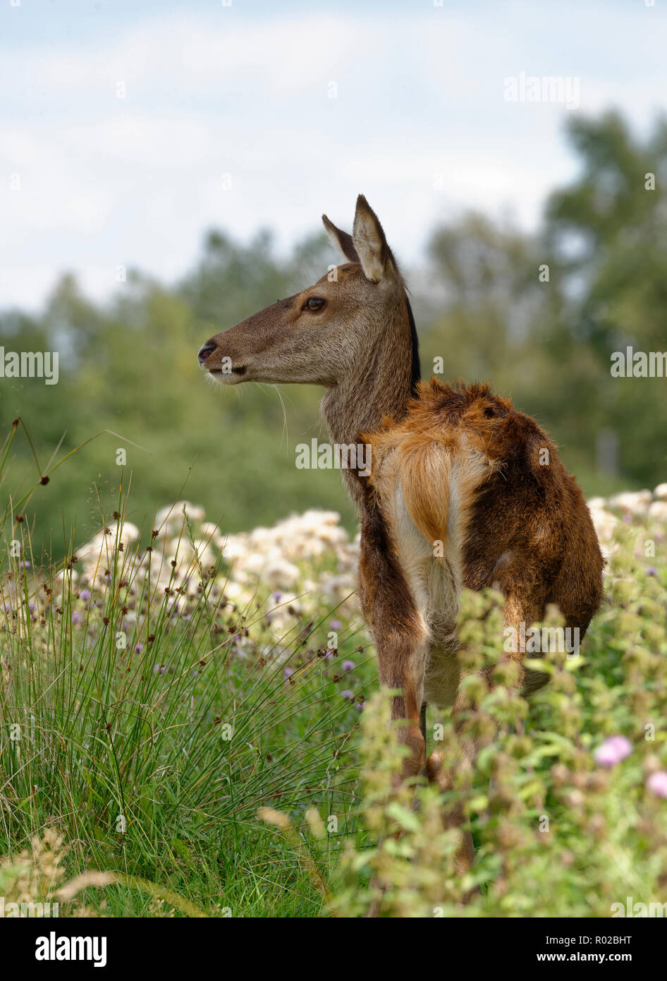 Wild Red Deer - Cervus elaphus Rannoch Moor, Highland Scotland Stock ...