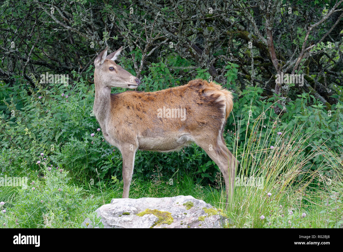 Wild Red Deer - Cervus elaphus Rannoch Moor, Highland Scotland Stock ...