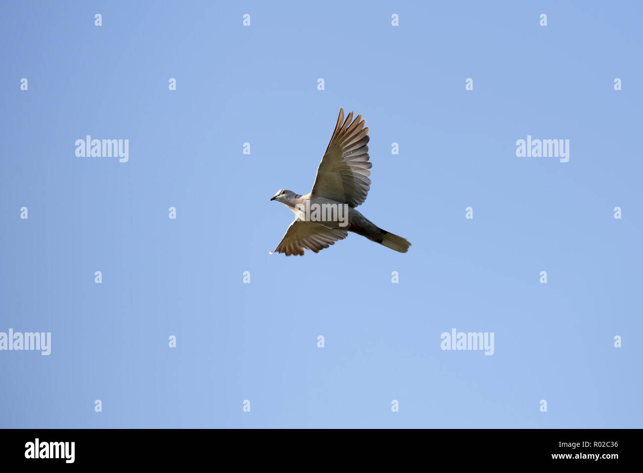 Turtle dove flying hi-res stock photography and images - Alamy