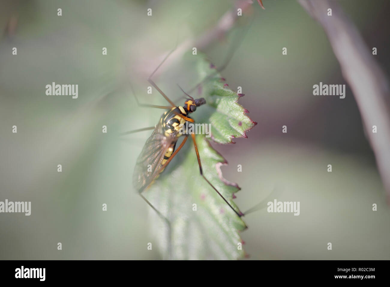Colorful yellow mosquito in an european meadow Stock Photo - Alamy