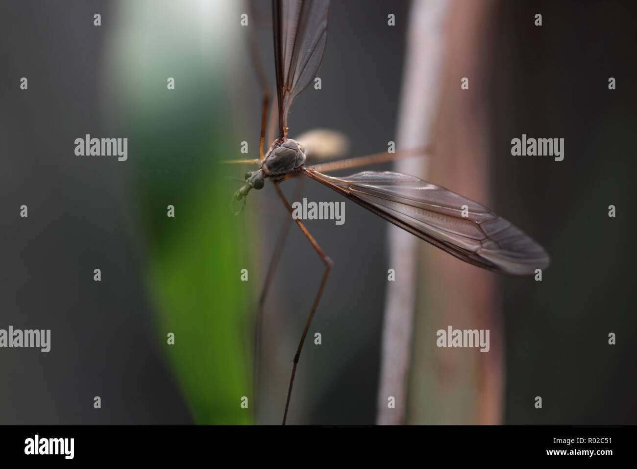 Closeup of a creepy mosquito hidden in the dark Stock Photo - Alamy