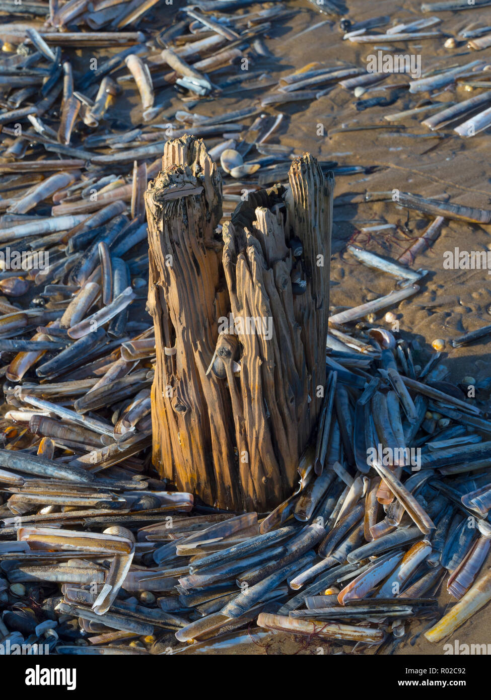 Razor Shell Ensis siliqua on Titchwell beach Norfolk Stock Photo - Alamy