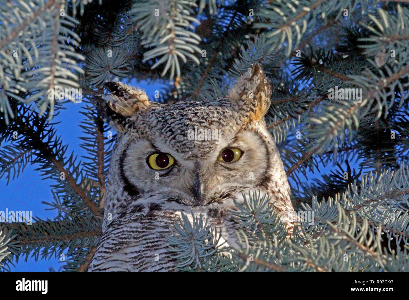 Great Horned Owl (Bubo virginianus), Found in most habitats in North ...