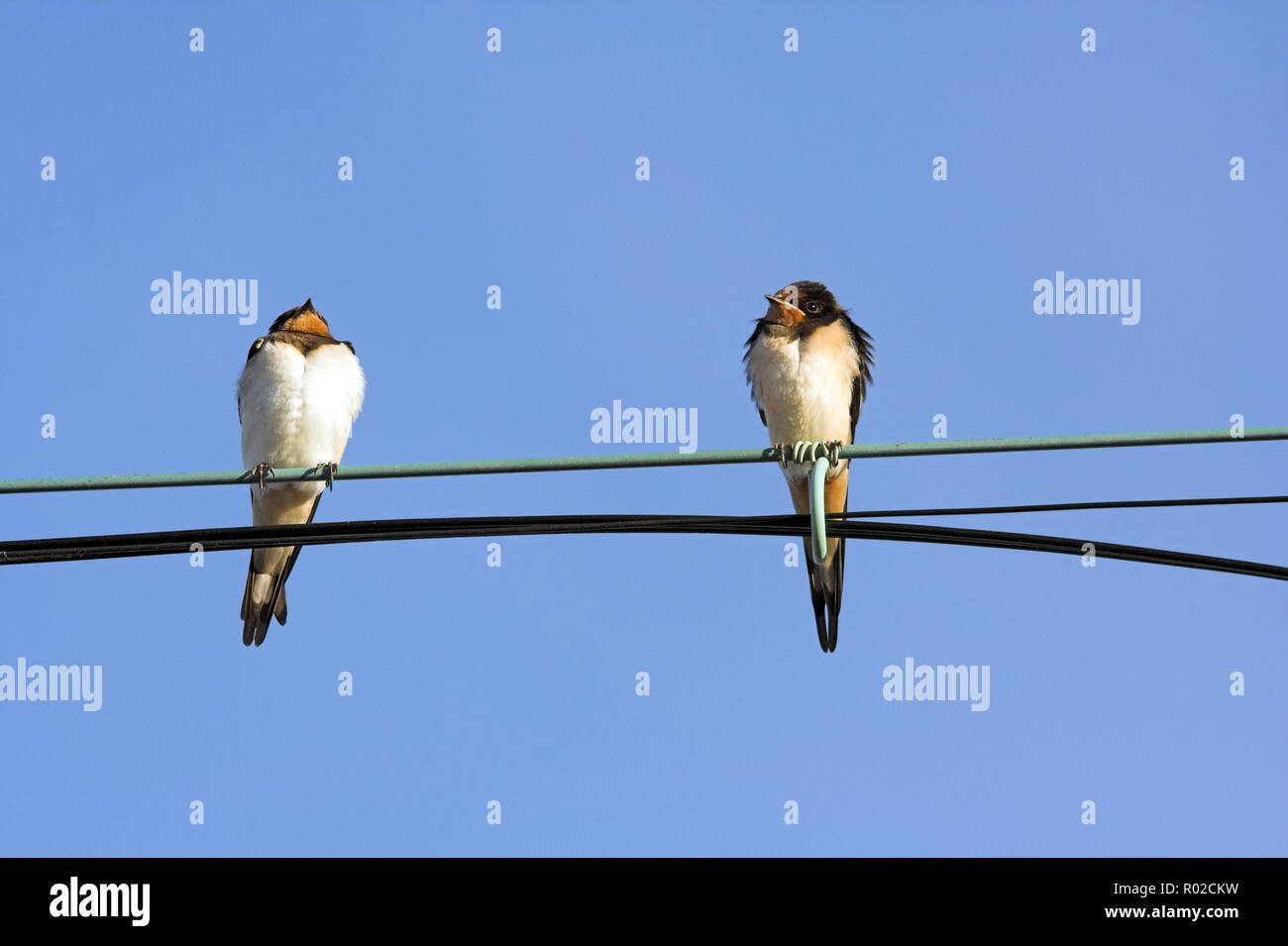 Couple of common swallow against blue sky - end of the day light Stock ...