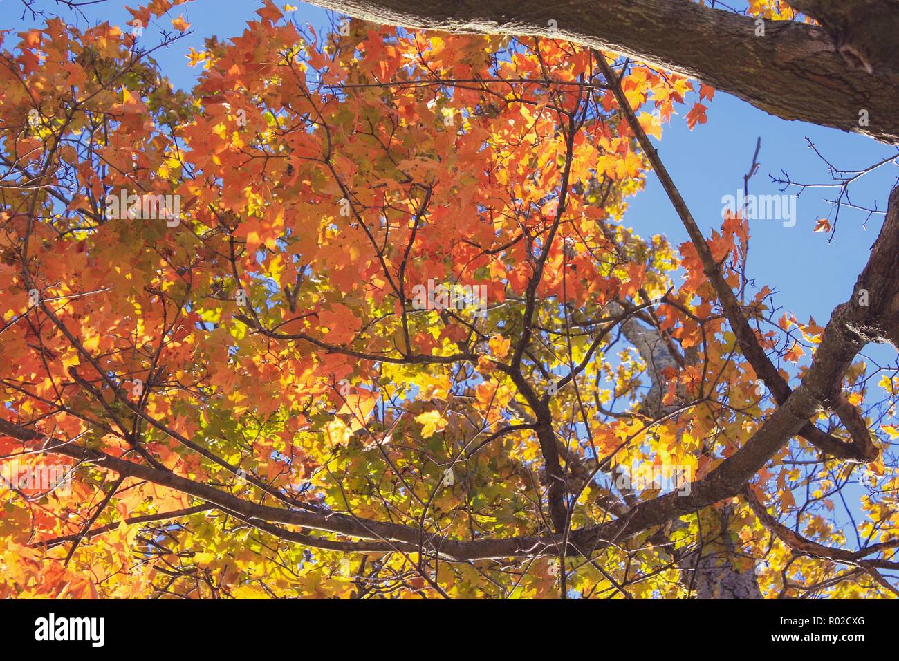 Walnut tree street hi-res stock photography and images - Alamy