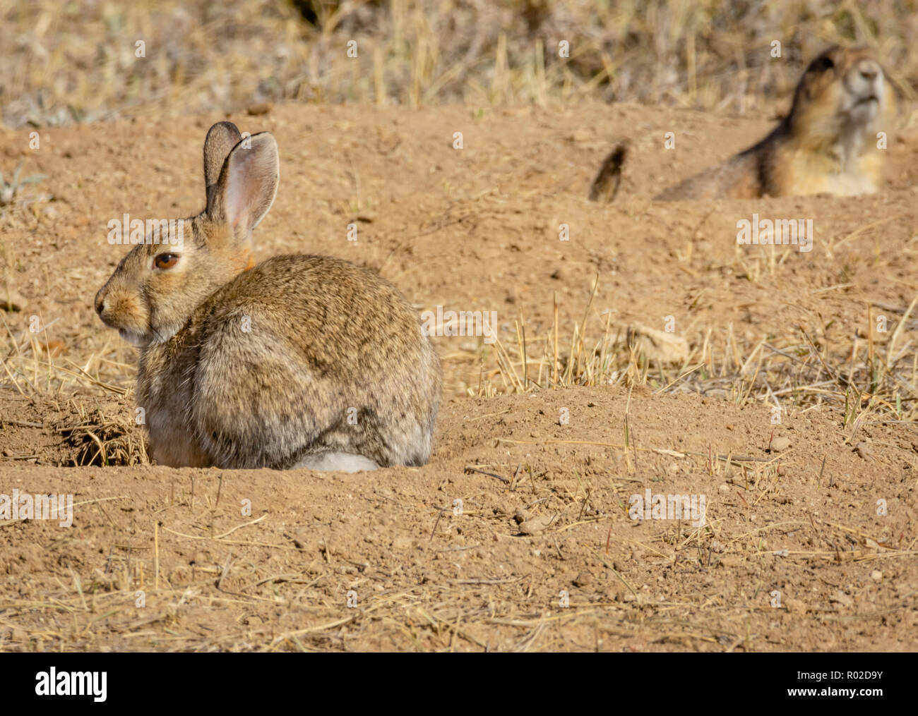 Prairie dog in burrow hi-res stock photography and images - Alamy