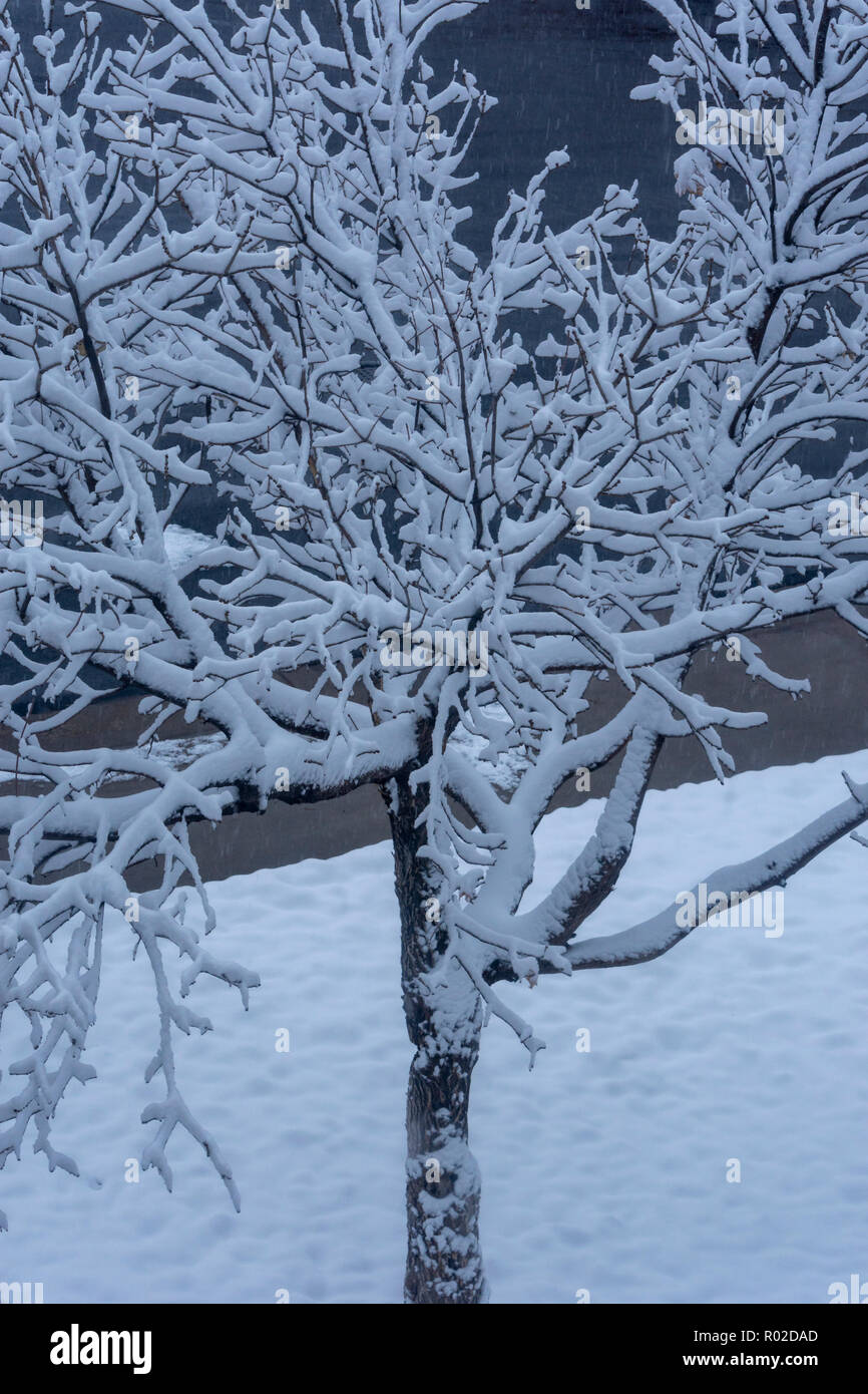 North american trees hi-res stock photography and images - Alamy