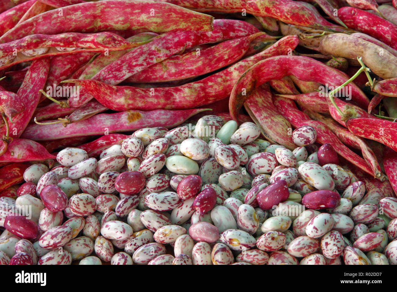 Common beans hi-res stock photography and images - Alamy