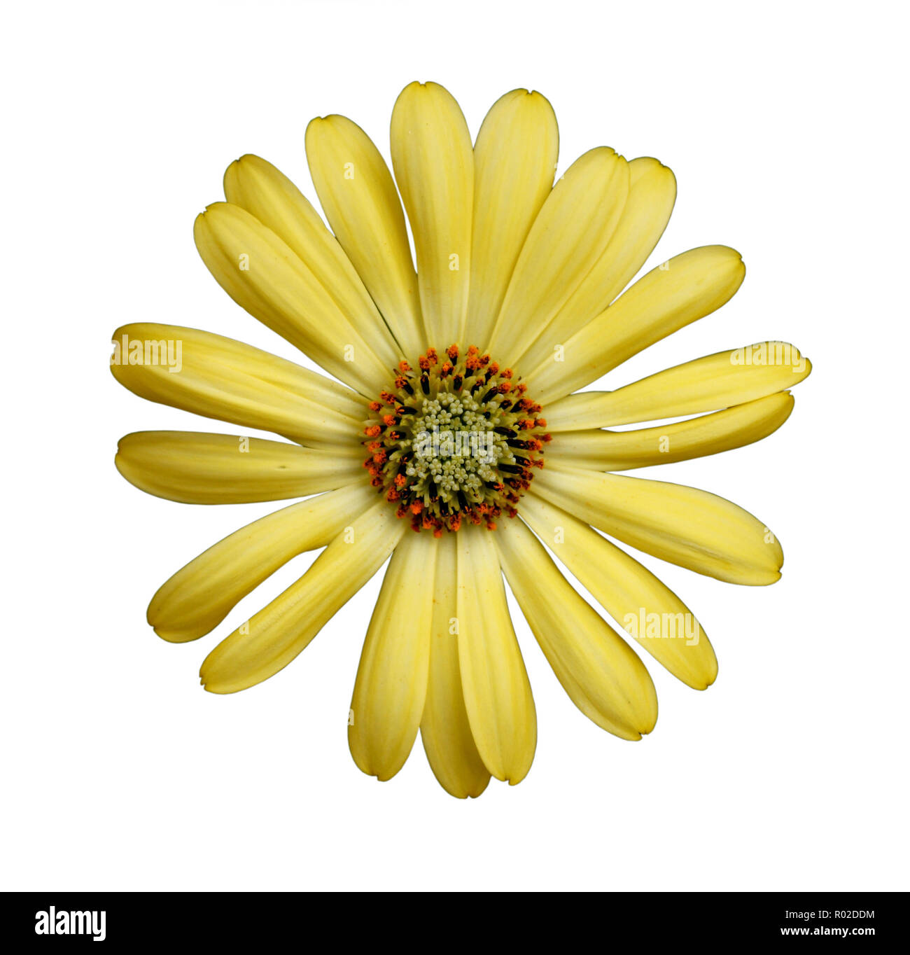 Flower of African daisy isolated on white background, closeup Stock ...