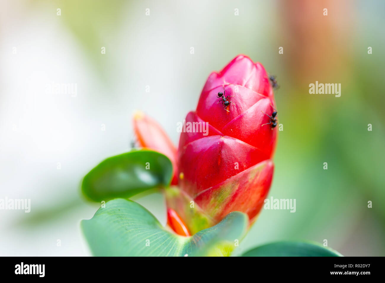 Close up photos of ants hanging on red flowers Stock Photo - Alamy