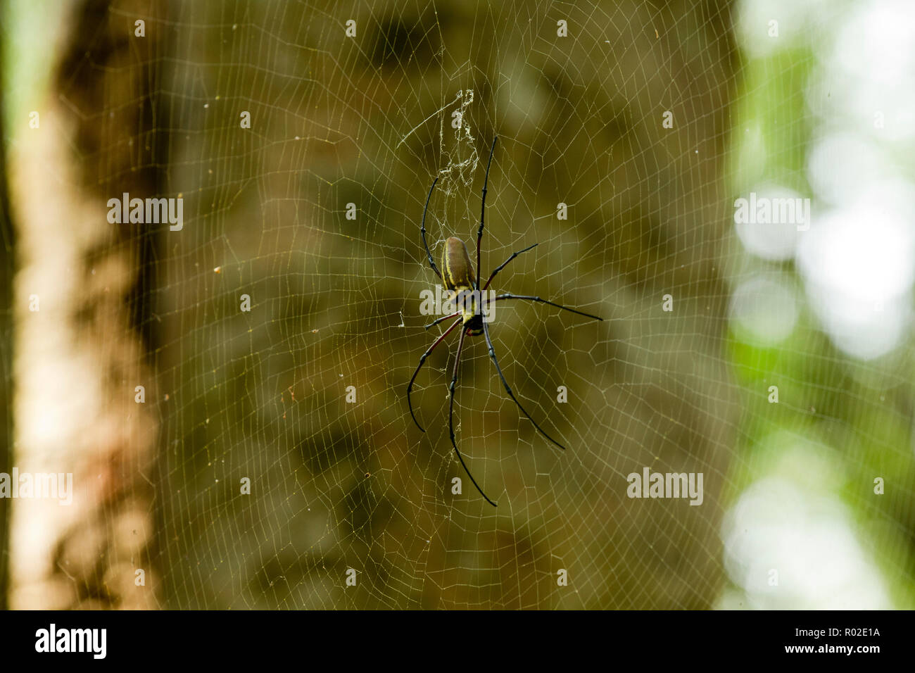 Spider on its web at Rema Kalenga Wildlife Sanctuary at Chunarughat ...