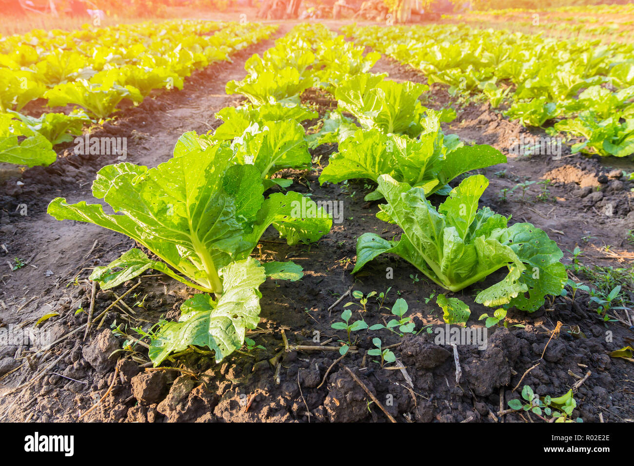 Green cabbage is a line in the vegetable plots Stock Photo - Alamy