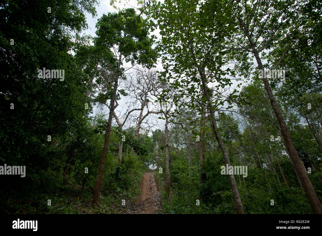 Rema Kalenga Wildlife Sanctuary located at Chunarughat in Habiganj ...