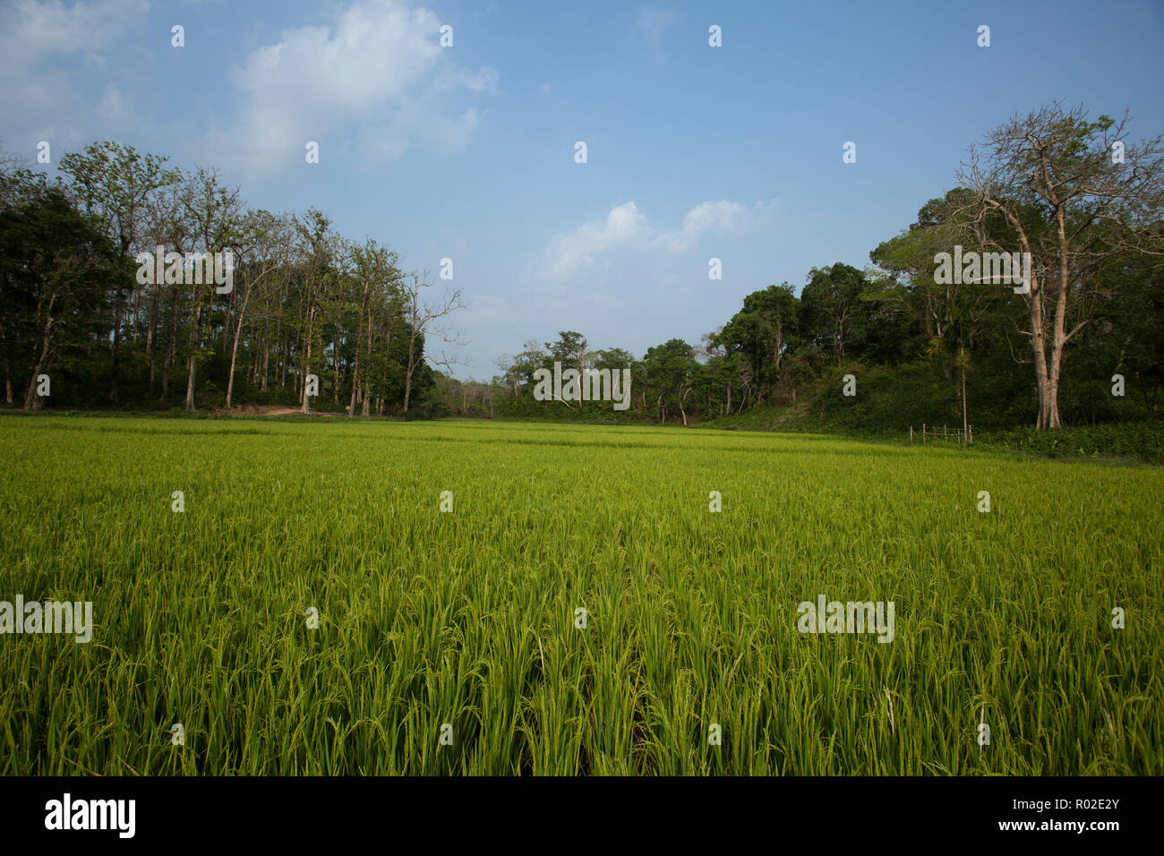 Rema Kalenga Wildlife Sanctuary located at Chunarughat in Habiganj ...