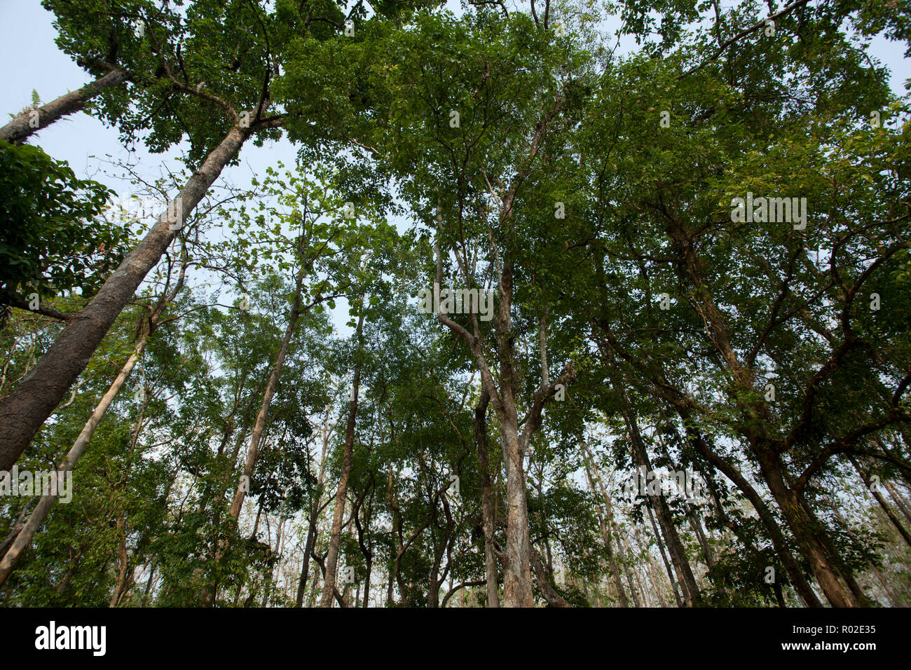 Bangladesh vari hi-res stock photography and images - Alamy