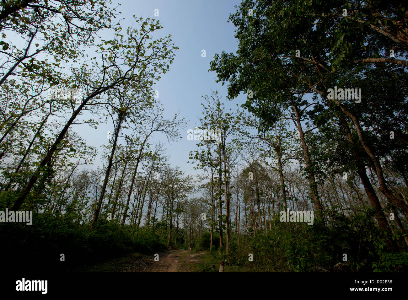 Rema Kalenga Wildlife Sanctuary located at Chunarughat in Habiganj ...