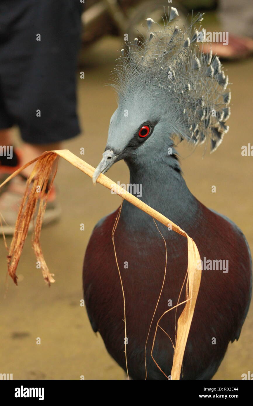 Nc zoo aviary hi-res stock photography and images - Alamy
