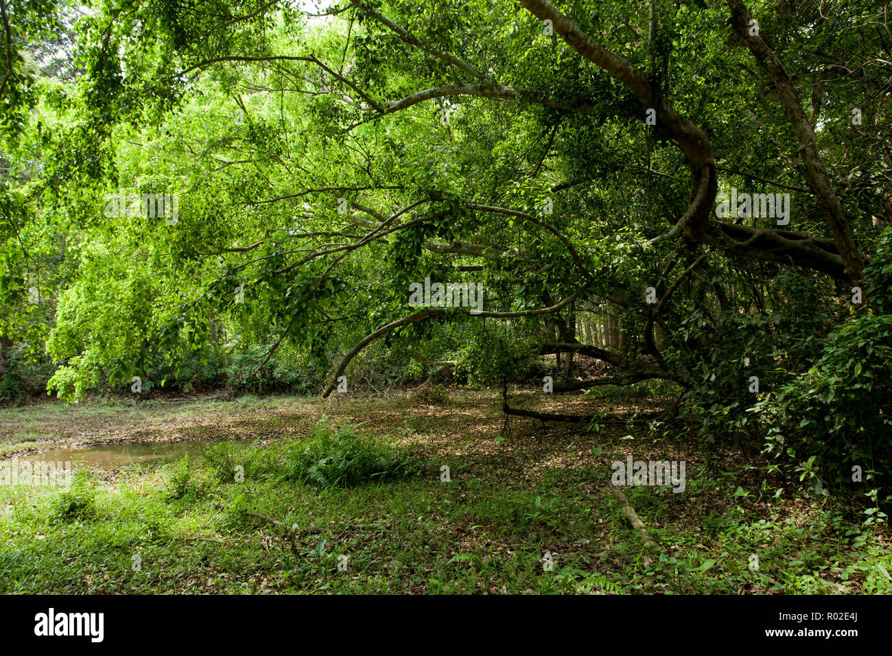 Bangladesh vari hi-res stock photography and images - Alamy