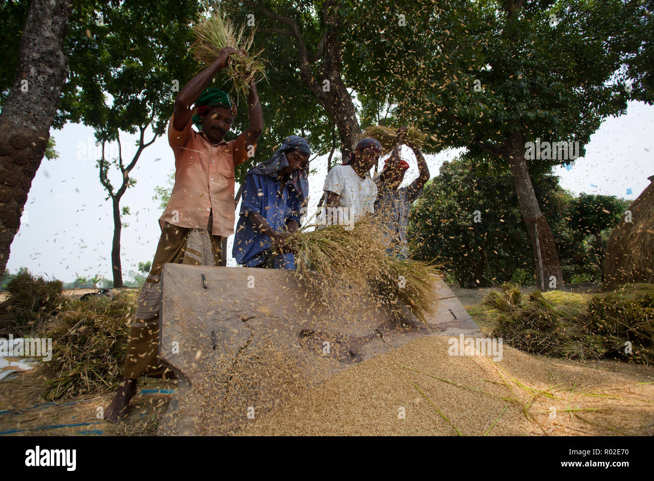 Farmers threshing rice paddy. Dinajpur, Bangladesh Stock Photo - Alamy