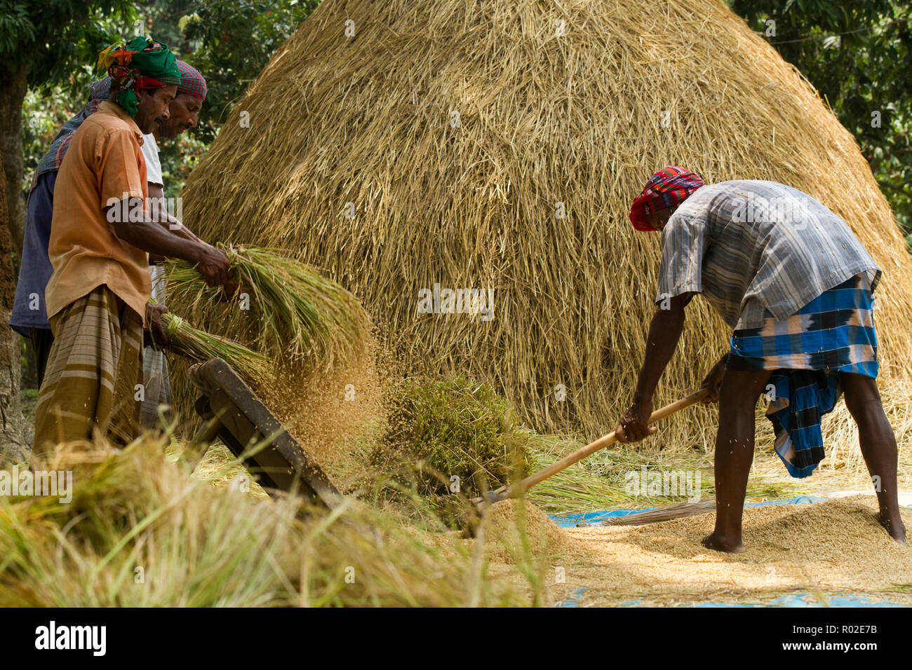Farmers threshing hi-res stock photography and images - Alamy