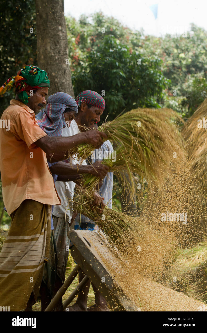 Farmers threshing hi-res stock photography and images - Alamy