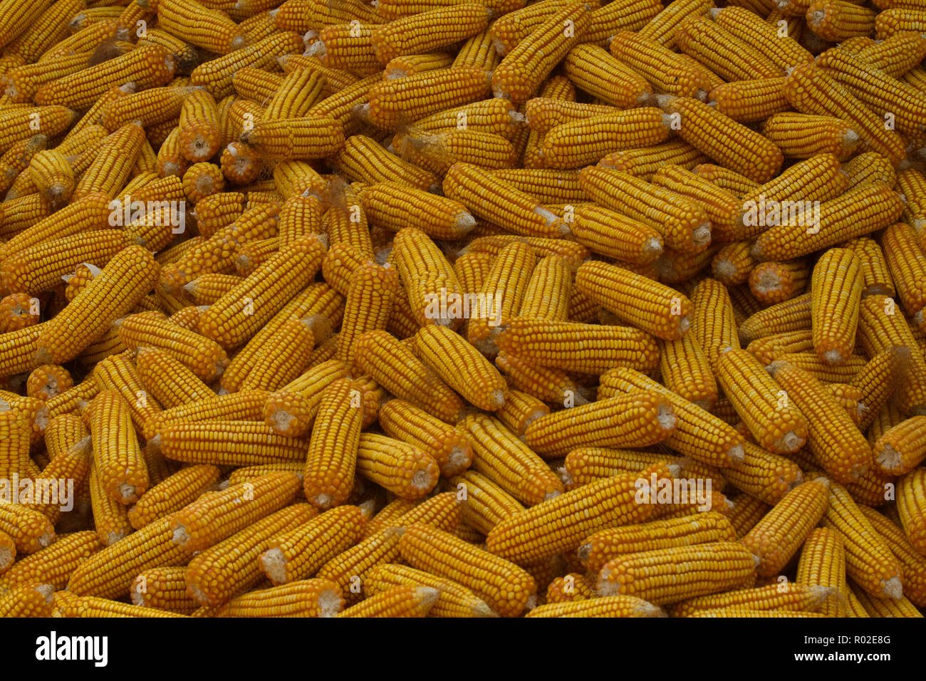 Zey mays hi-res stock photography and images - Alamy