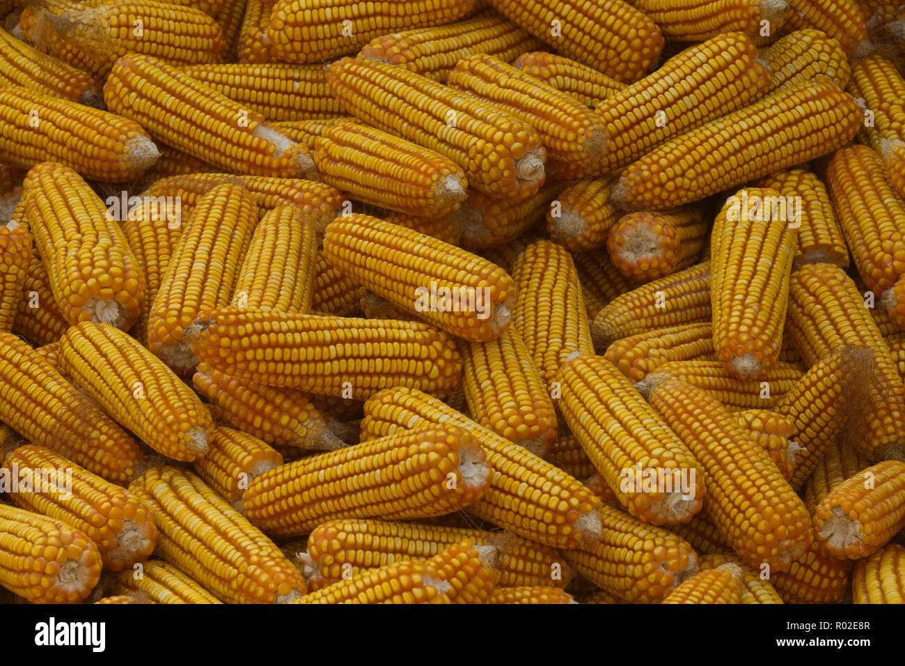 Pile Of Maize High Resolution Stock Photography and Images - Alamy