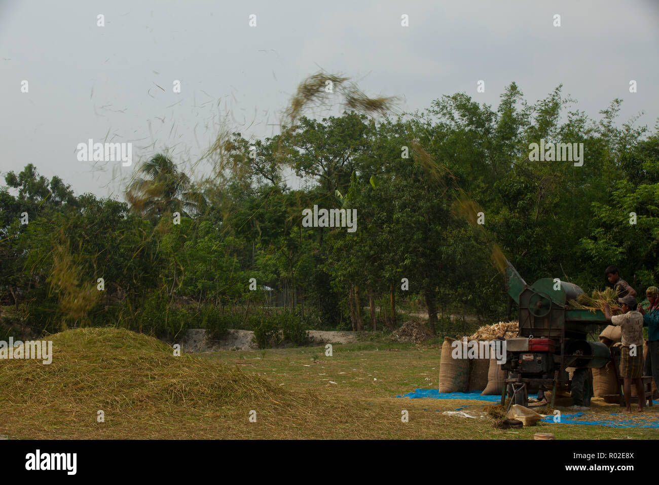 Farmers threshing rice paddy. Dinajpur, Bangladesh Stock Photo - Alamy